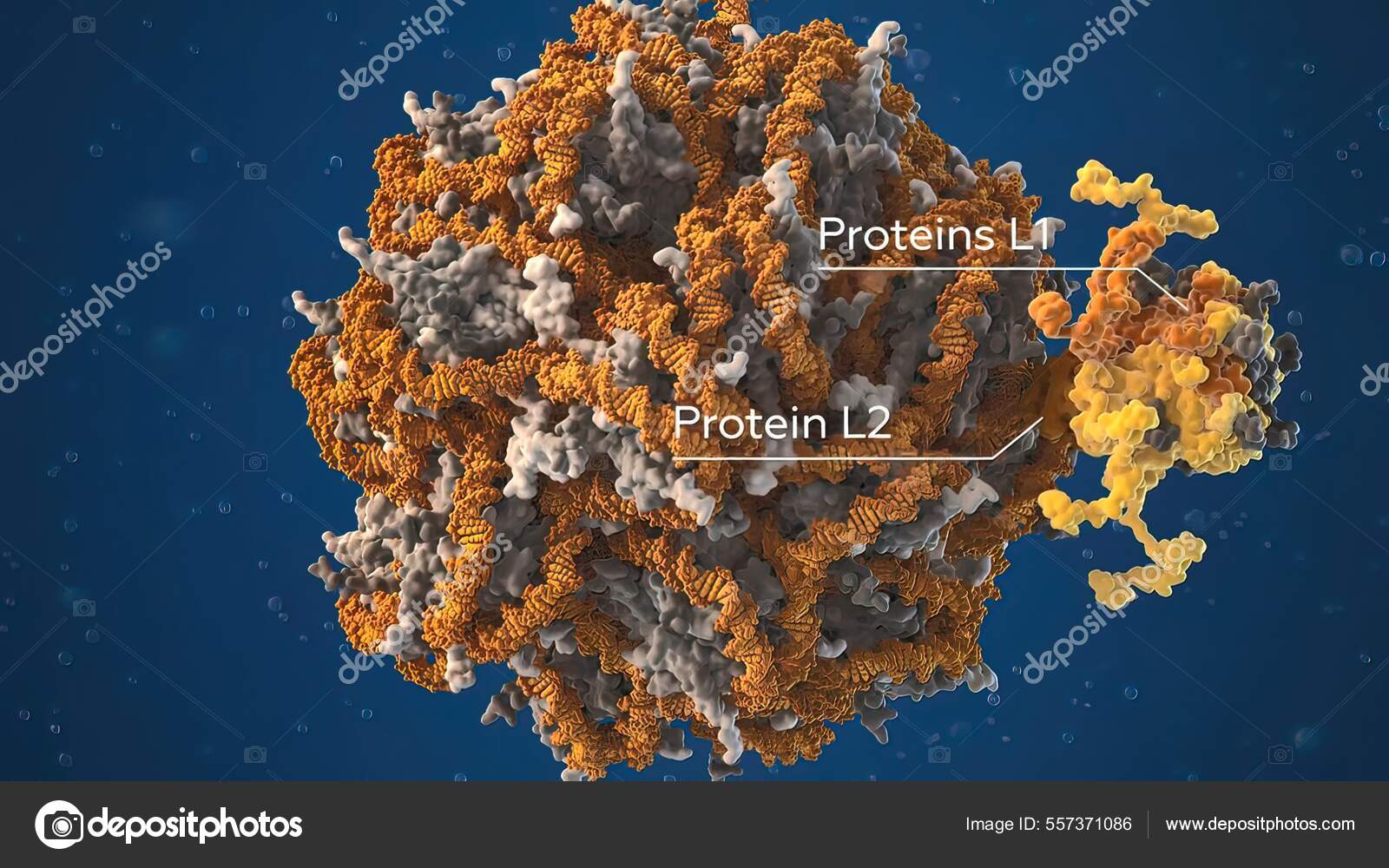 Microbiology Illustration Capsid Protein Shell Virus Illustration Stock ...