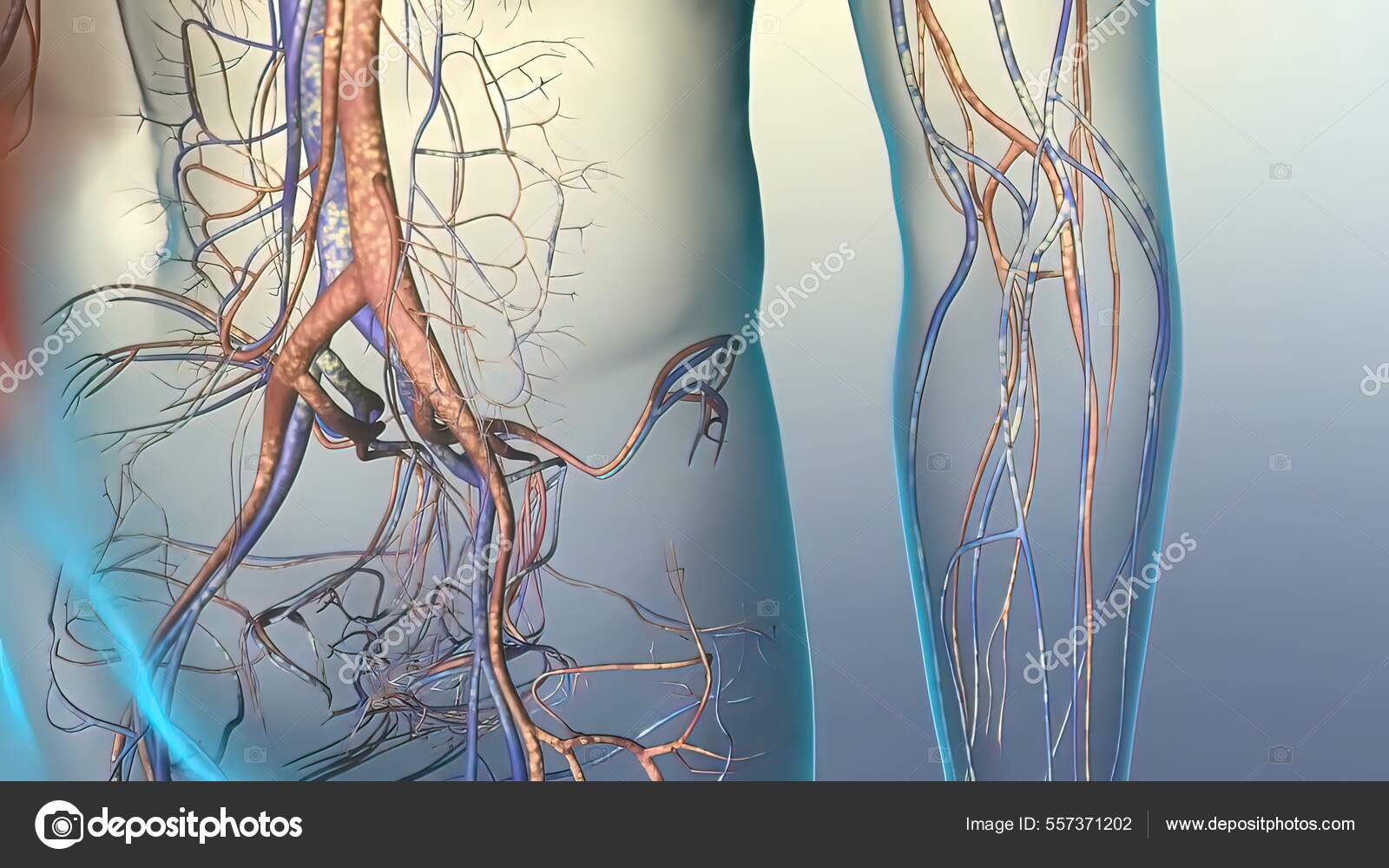 Circulatory System Also Called Cardiovascular System Vital Organ System ...
