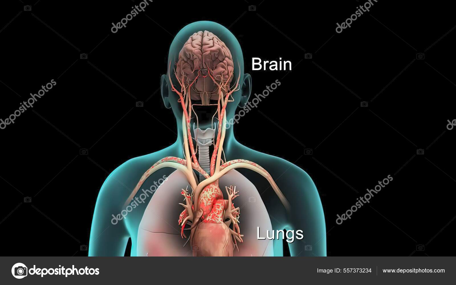 Human Respiratory System Model Show Lungs Heart Medical Illustration ...