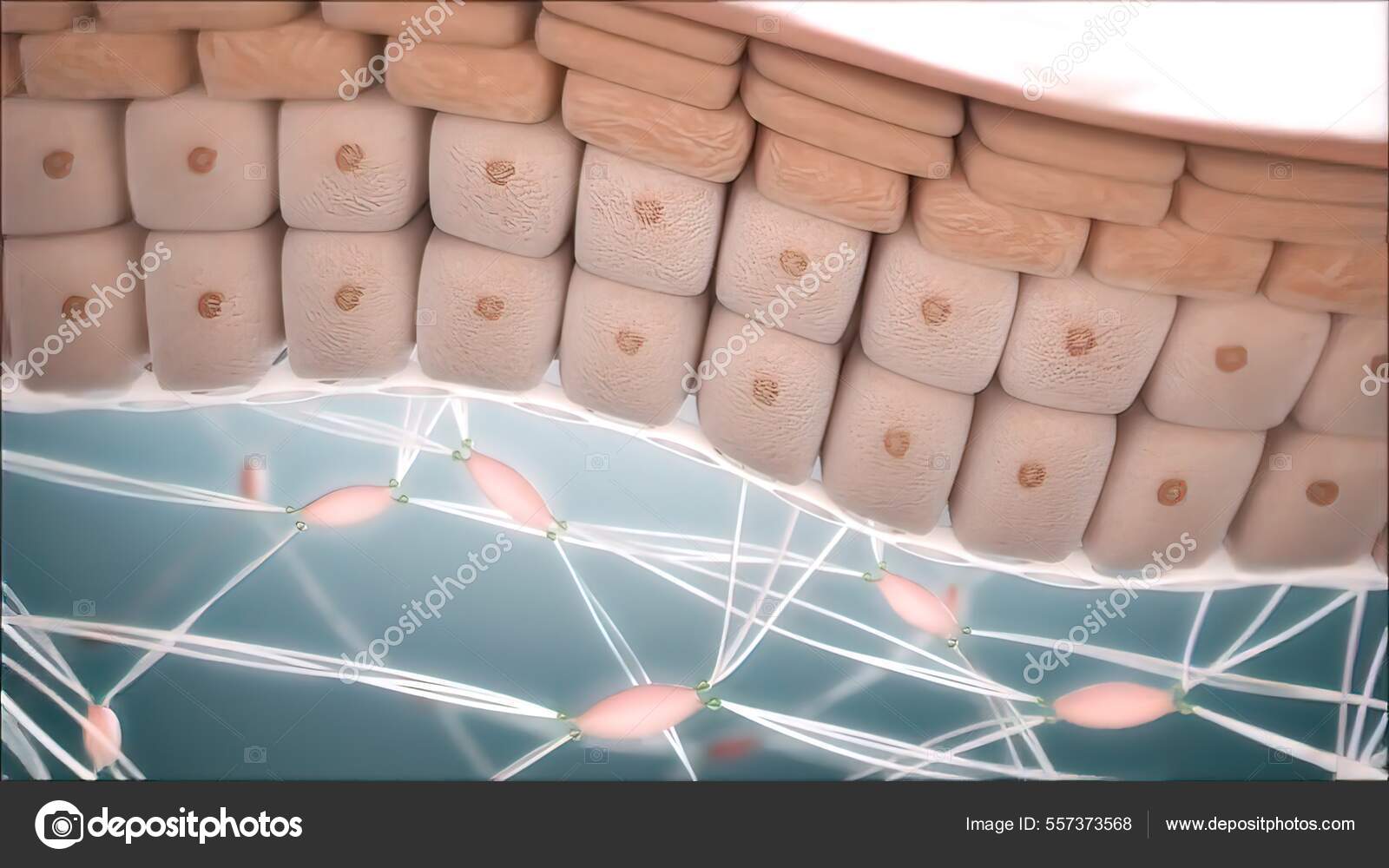 Epithelial Tissue Covers Whole Surface Body Illustration Stock Photo by ...