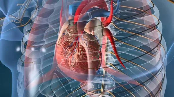 Human heart Images - Search Images on Everypixel