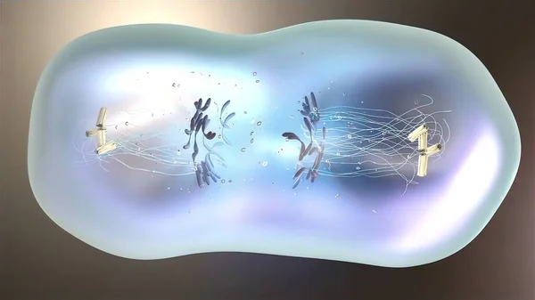 Dna duplication Stock Photos, Royalty Free Dna duplication Images ...