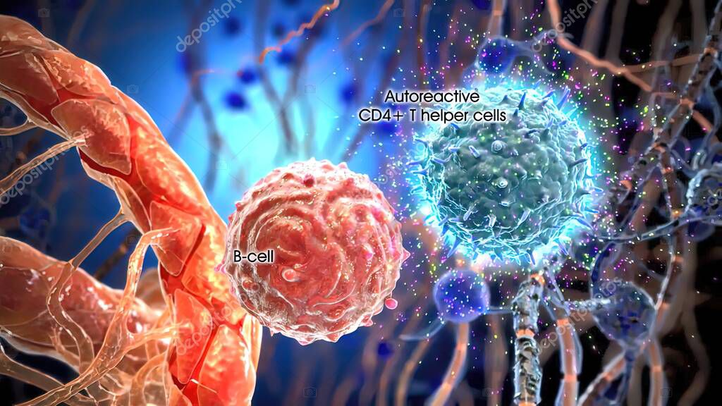 Las células T ayudantes interactúan en la superficie de las células ...