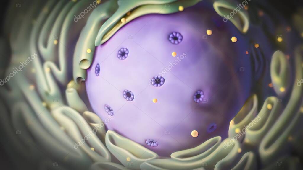 En biología celular, el núcleo es un orgánulo unido a la membrana que ...