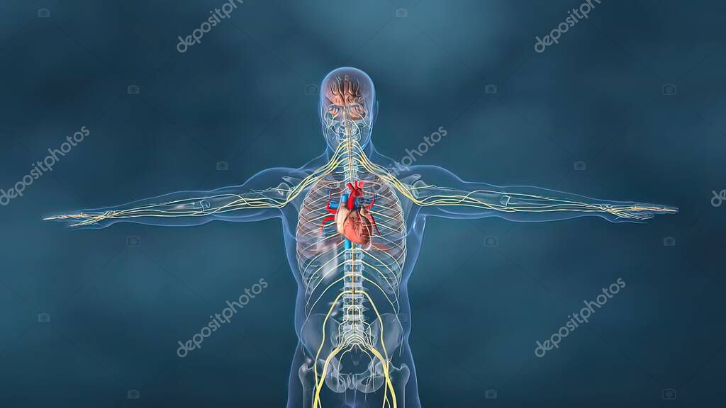 Corazón humano, Modelo de corazón humano, Recorte completo incluido ...