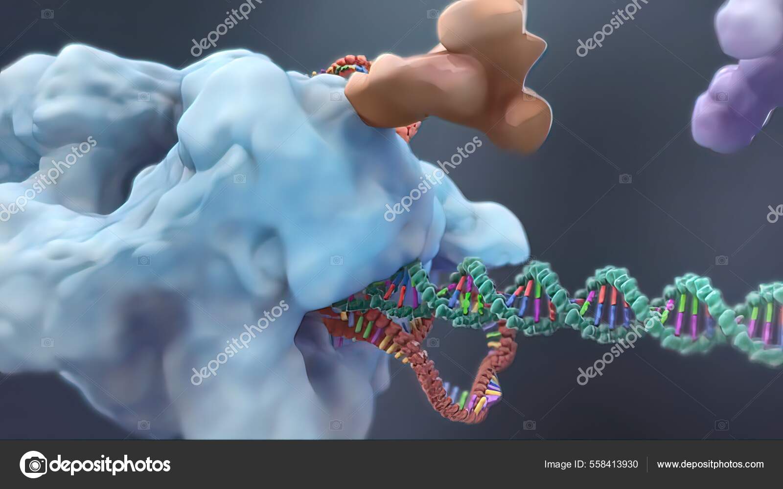 Dna Made Molecules Called Nucleotides Each Nucleotide Contains ...
