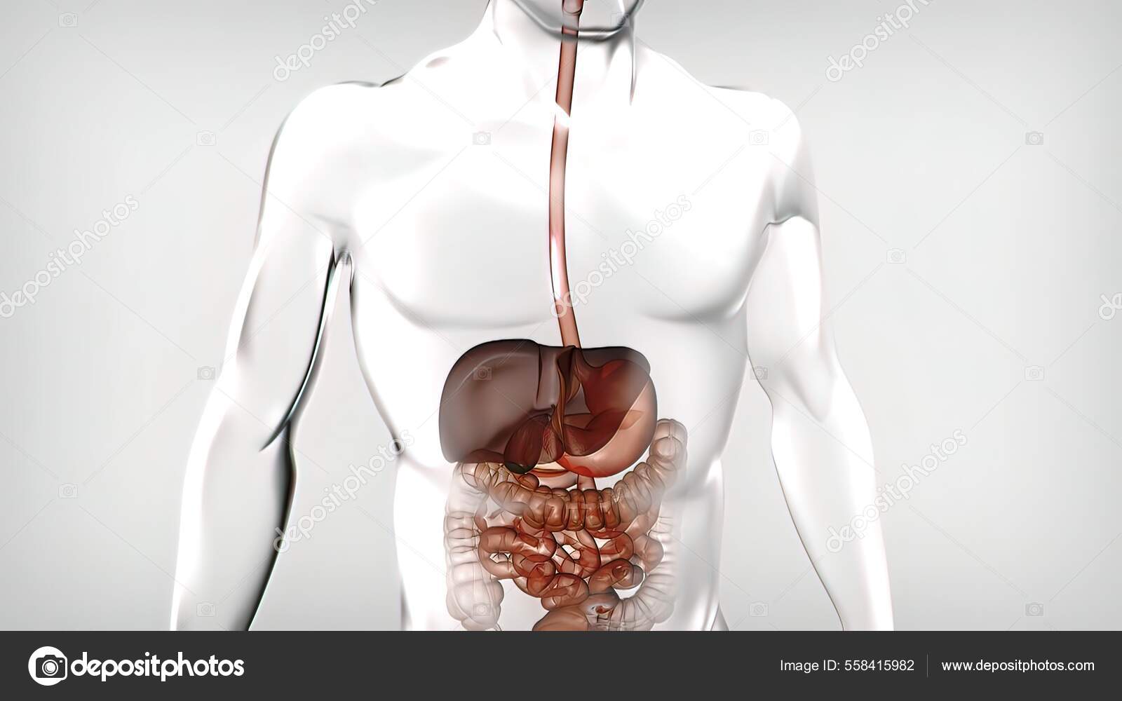 Illustration Course Digestion Human Digestive System Stock Photo by ...