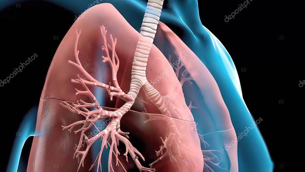 Los órganos del sistema respiratorio se dividen en tracto respiratorio ...