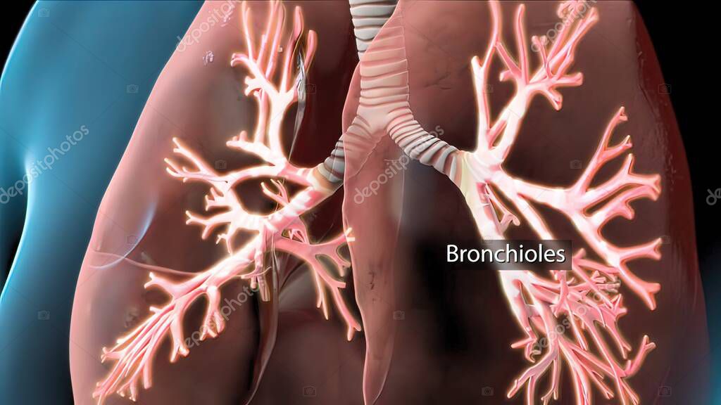 Los órganos del sistema respiratorio se dividen en tracto respiratorio ...