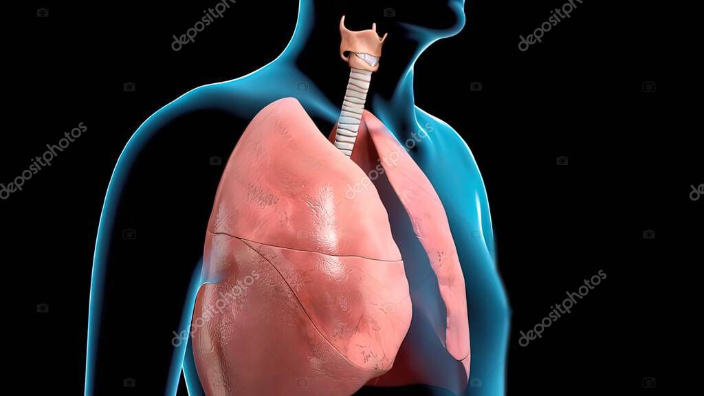 Los órganos del sistema respiratorio se dividen en tracto respiratorio ...