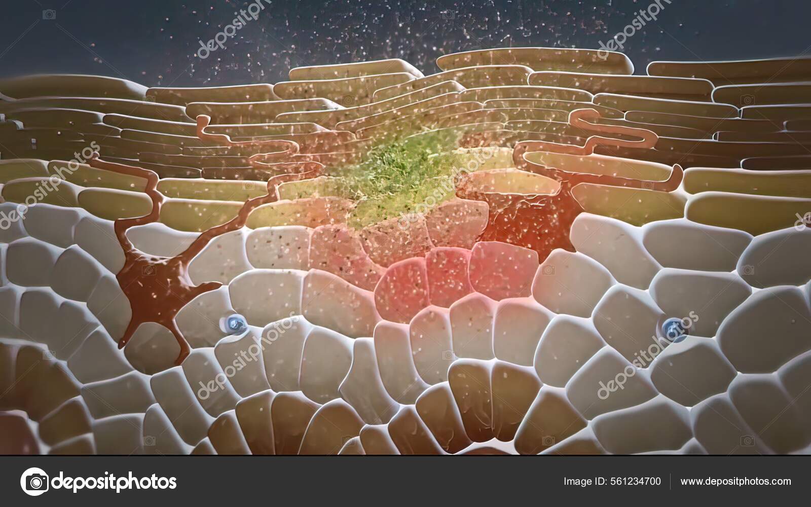 Capa Adyacente Dermis Los Queratinocitos Dividen Lanzan Las Capas ...