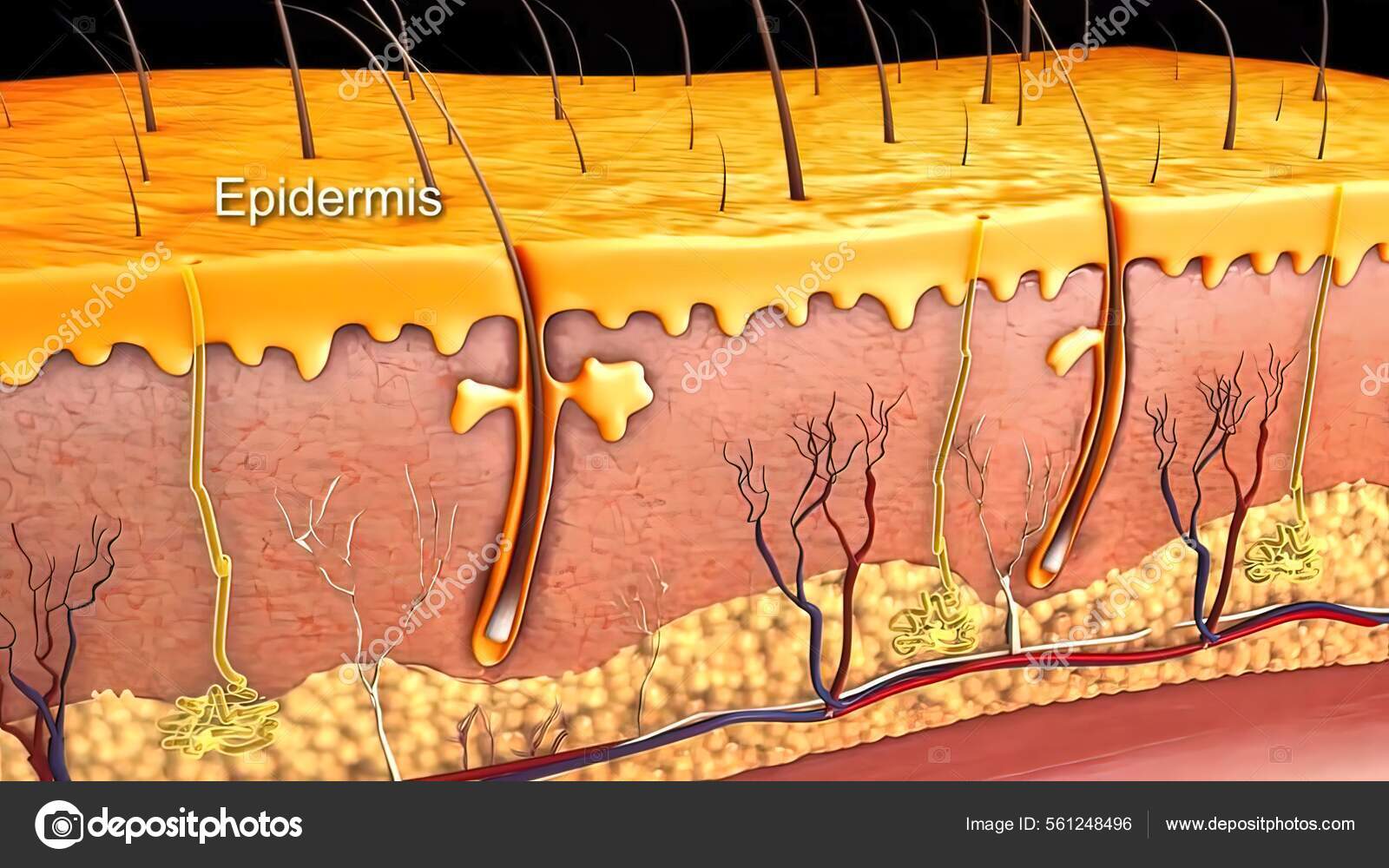 Human Skin Layers Unlabeled