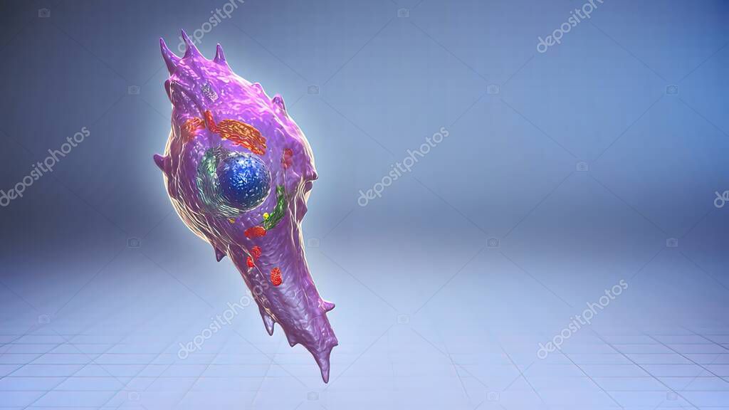 Los fibroblastos son el tipo celular más común de tejido conectivo ...