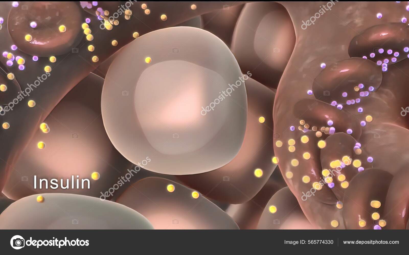 Insulin Hormone Produced Pancreas Use Glucose Blood Energy Help Enter ...
