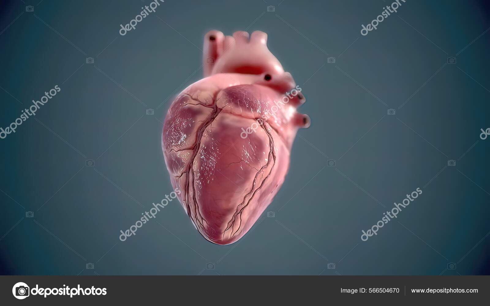 Human Heart Beating Gif