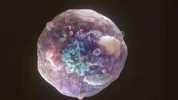 Real human cells Stock Photos, Royalty Free Real human cells Images ...