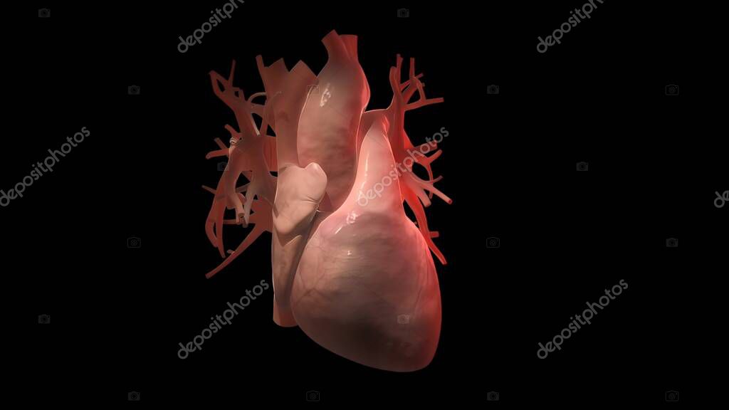 Corazón humano, anatomía realista modelo 3D del corazón humano en el ...