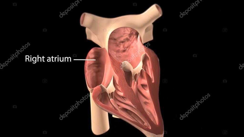 Chambers of the Heart The right atrium receives blood from the veins ...