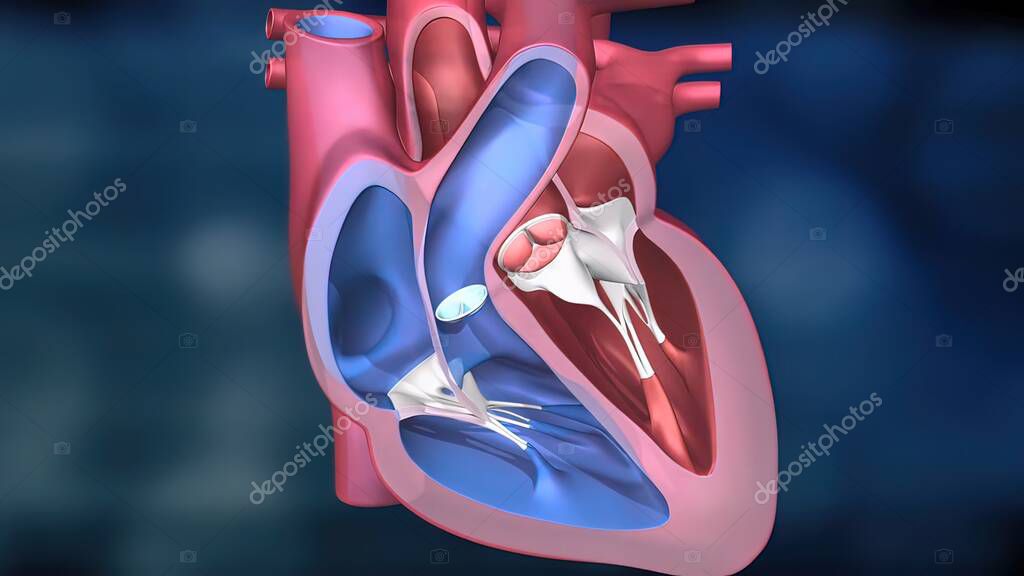 A medida que el corazón late, bombea sangre a través de un sistema de ...