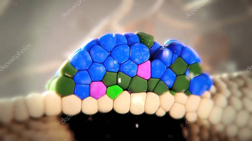 Pancreatic islet cells are the main source of insulin and glucagon ...