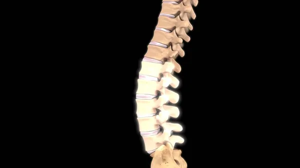 Anterior Longitudinal Ligament Of The Human Spine Lumbar Vertebral