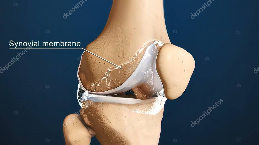 Corte transversal a través de una articulación sinovial típica que ...