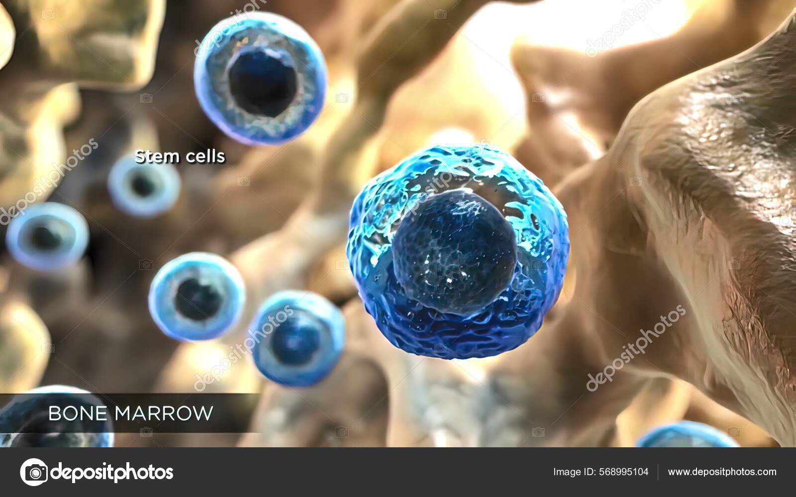Lymph Node Lymph Gland Kidney Shaped Organ Lymphatic System ...