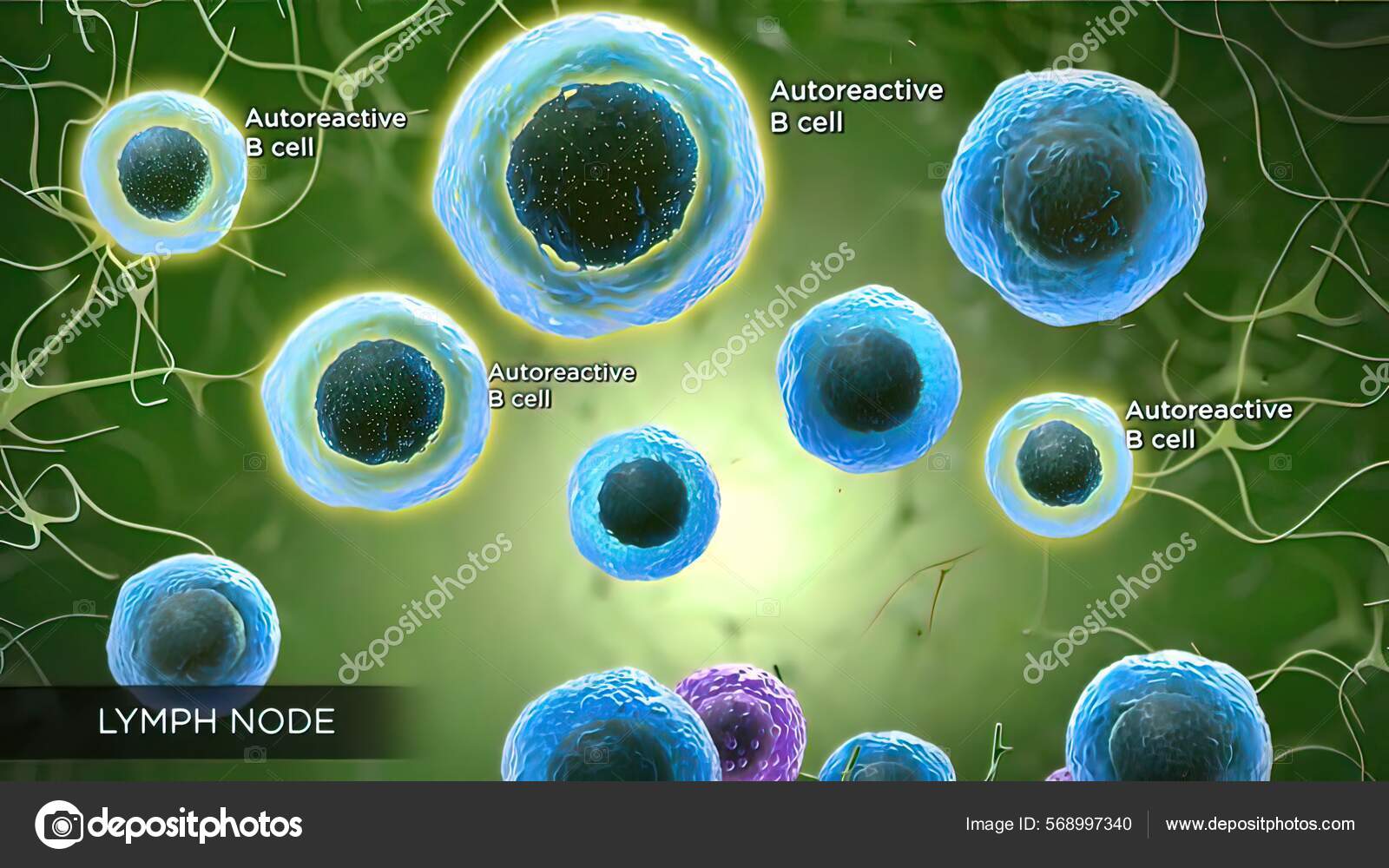 Lymph Node Lymph Gland Kidney Shaped Organ Lymphatic System ...