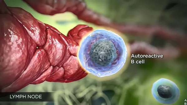 Lymph Node Lymph Gland Kidney Shaped Organ Lymphatic System ...