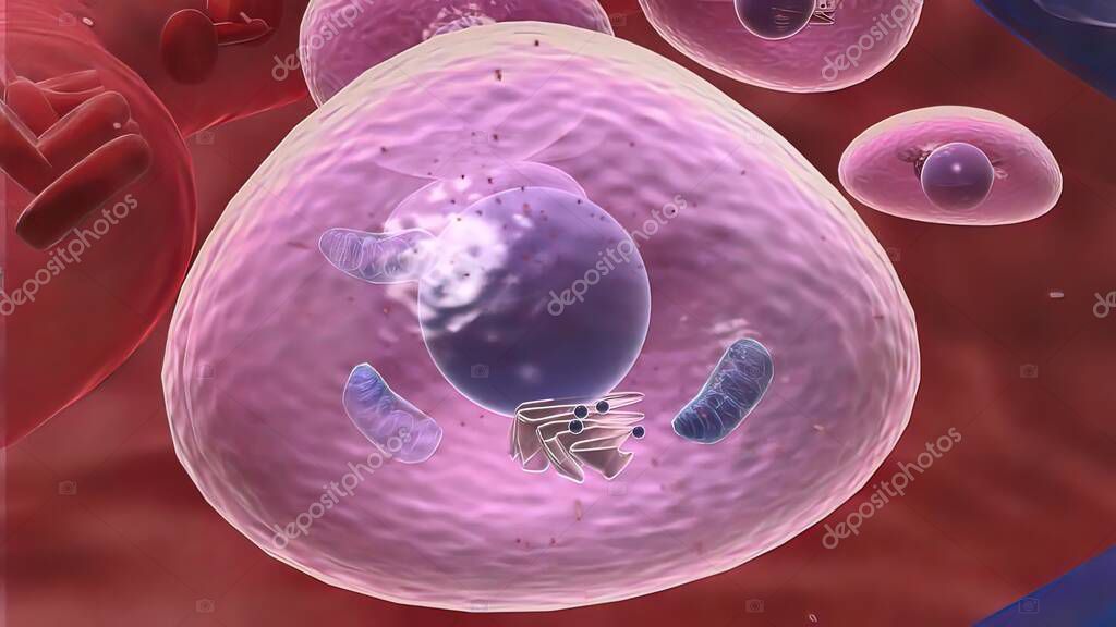 Los macrófagos son células efectoras del sistema inmunitario innato que ...