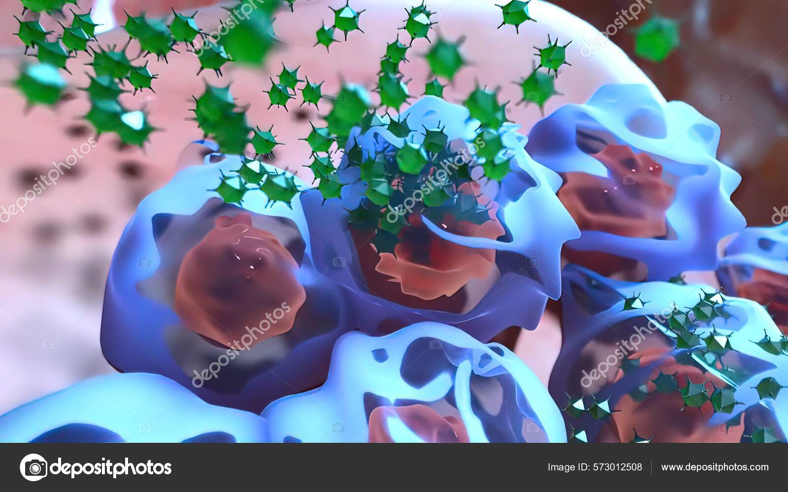 Macrophages Effector Cells Innate Immune System Phagocytose Bacteria ...