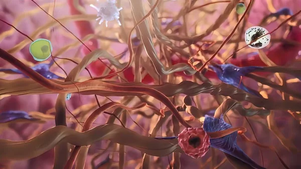 Fusiform muscle cell Stock Photos, Royalty Free Fusiform muscle cell ...