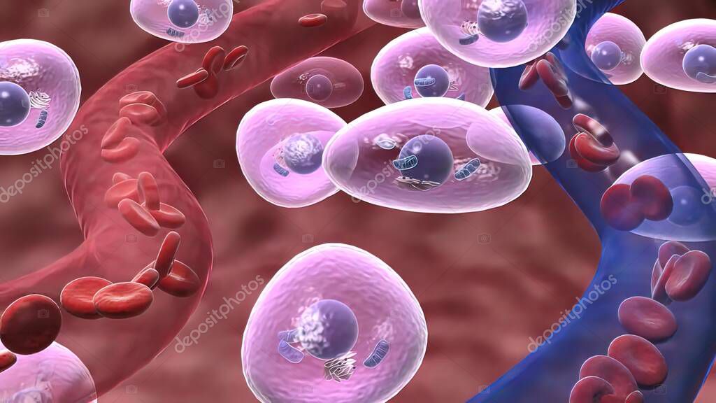 Los macrófagos son células efectoras del sistema inmunitario innato que ...