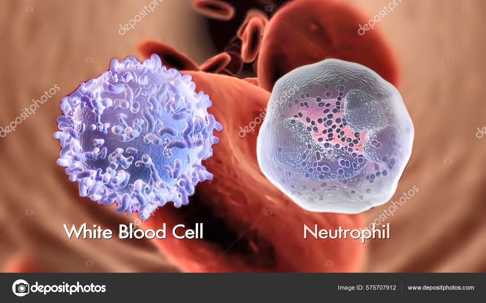 Anatomically Correct Erythrocytes Monocyte Cells Flowing Blood Stream ...