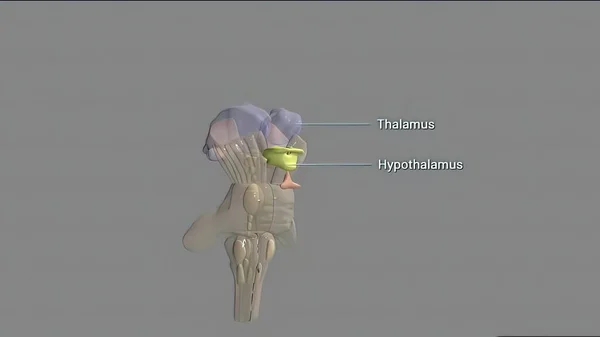 Medical animation 3d Stock Photos, Royalty Free Medical animation 3d ...