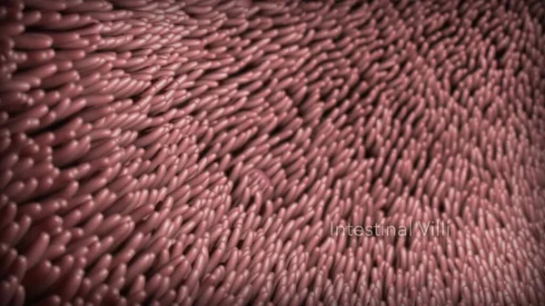 Gastric pit Stock Photos, Royalty Free Gastric pit Images | Depositphotos