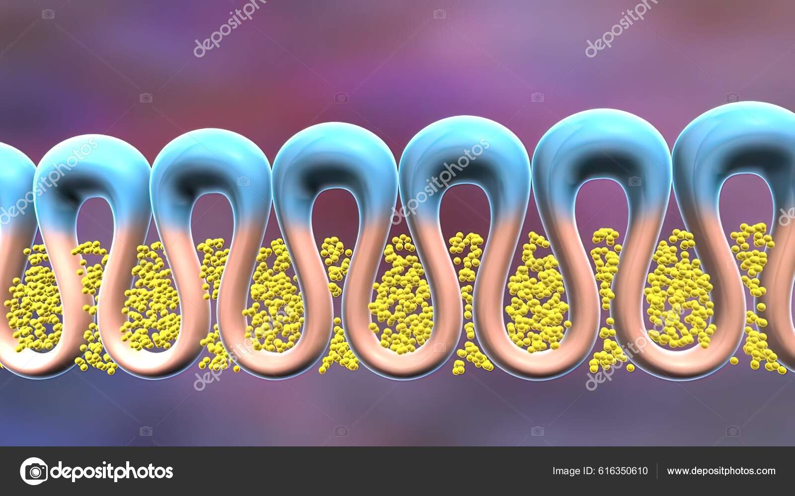 Cell Membrane Also Known Plasma Membrane Double Layer Lipids Proteins ...