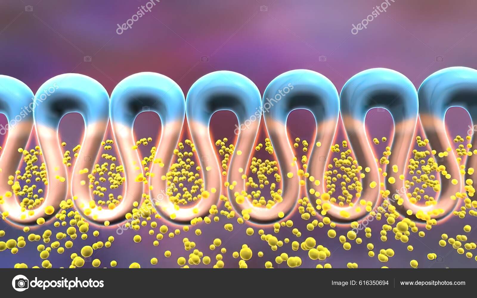 Membrane Cellulaire Également Connue Sous Nom Membrane Plasmique Est ...