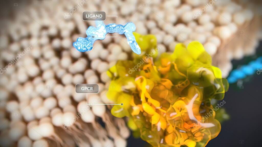 G-protein-coupled receptors (GPCRs) are the largest and most diverse ...