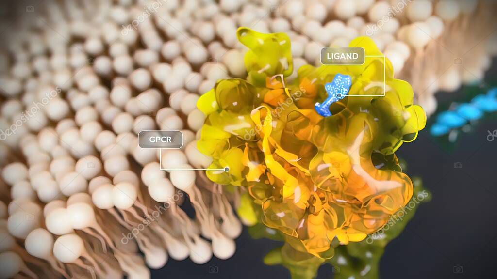 G-protein-coupled receptors (GPCRs) are the largest and most diverse ...