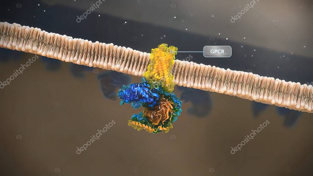 G-protein-coupled receptors (GPCRs) are the largest and most diverse ...