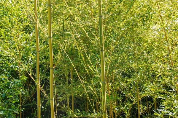 Fernleaf hedge bamboo images libres de droit, photos de Fernleaf hedge ...
