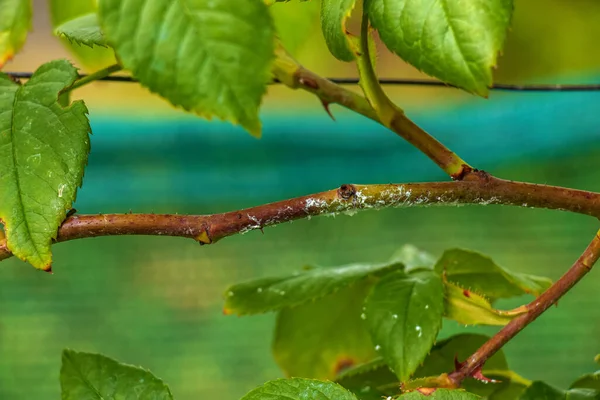 A branch of a climbing rose, heavily affected by powdery mildew in a ...