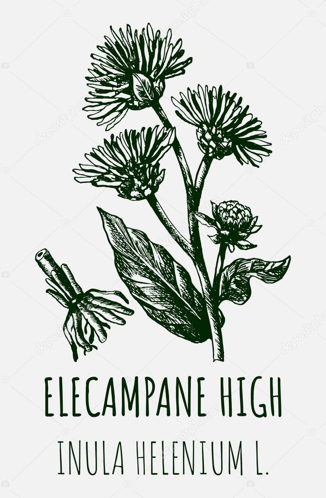 Drawings of Elecampane high. Hand drawn illustration. Latin name INULA ...