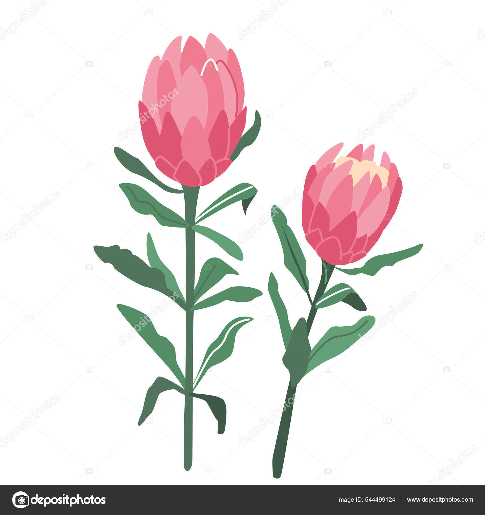 Protea flower vector illustration isolated on white background in ...
