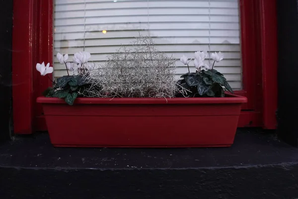 Window box plant Stock Photos, Royalty Free Window box plant Images ...