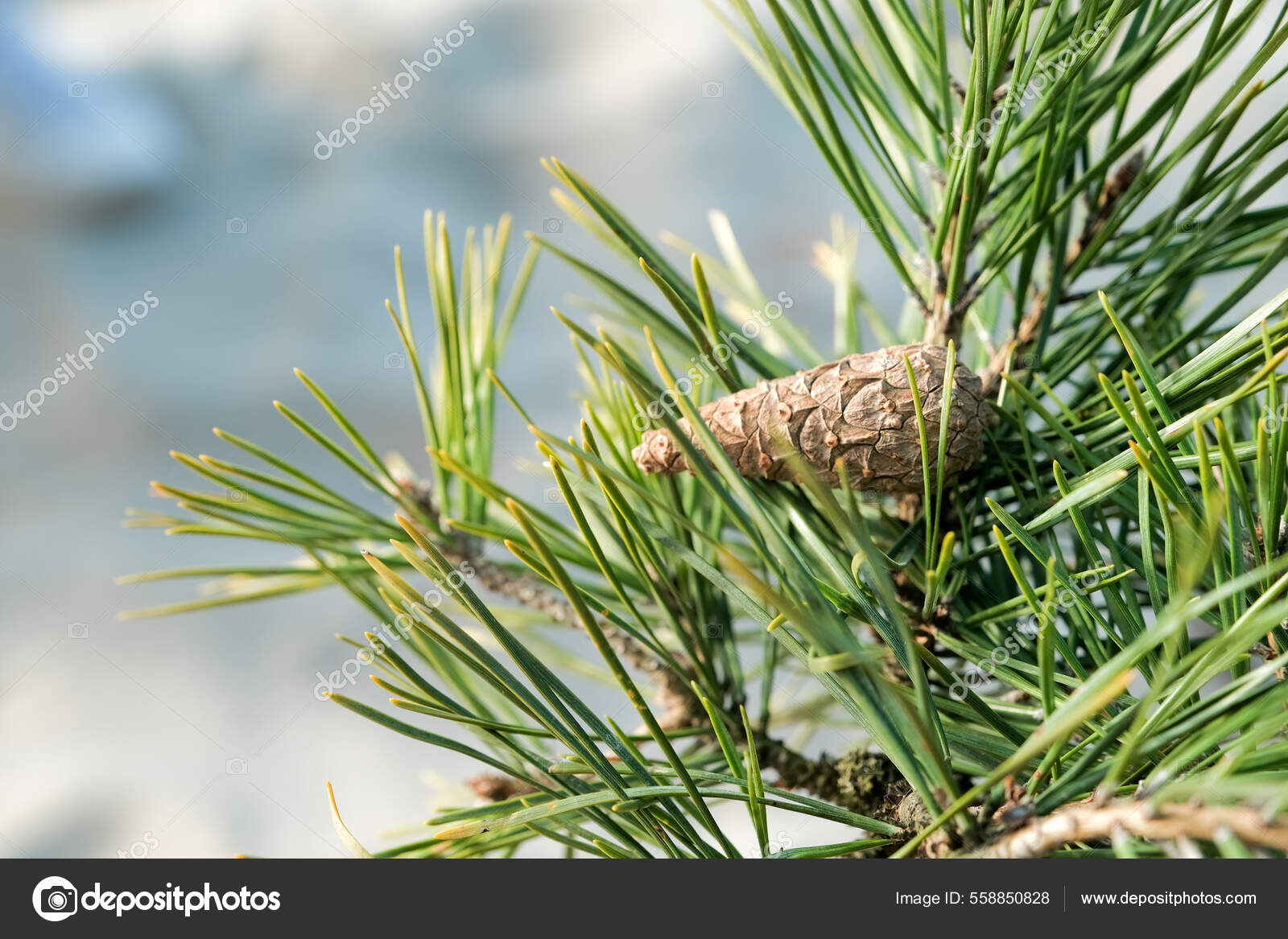 Taean Gun Anmyeon Eup Chungcheongnam May 20Th 2020 Pine Tree — Stock ...