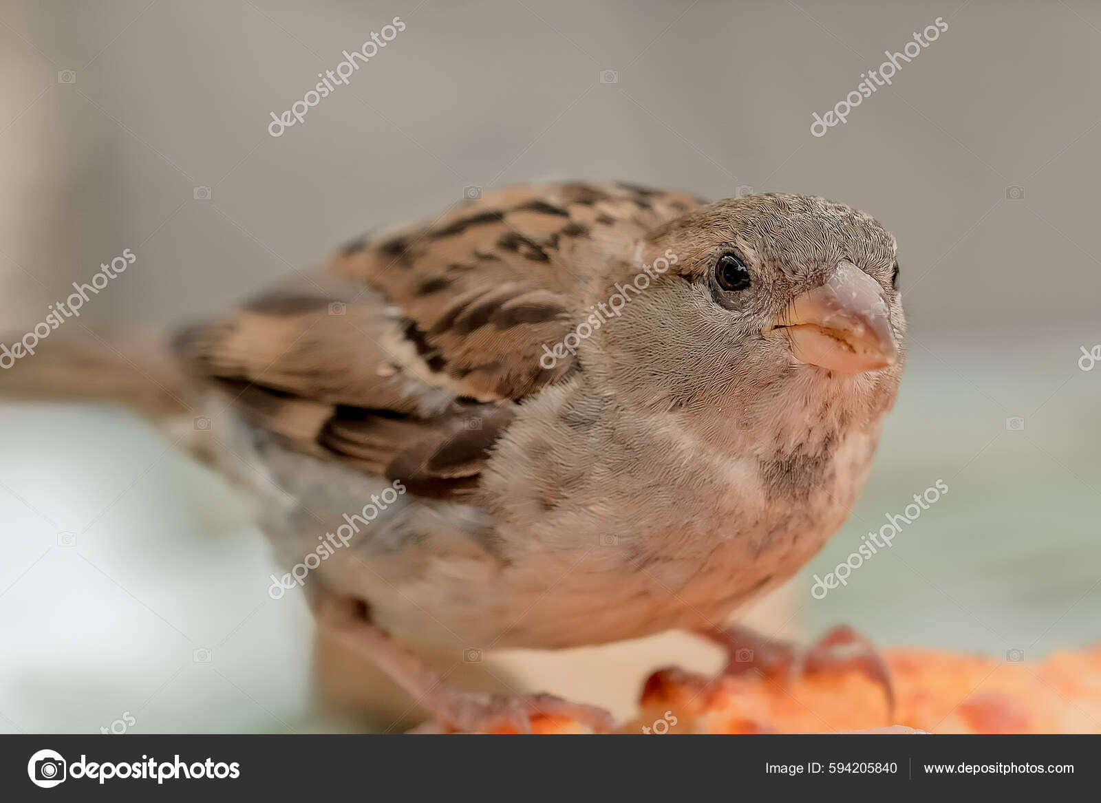 Sparrows Eat Pizza Coffee Street Birds Eat Pizza — Stock Photo ...