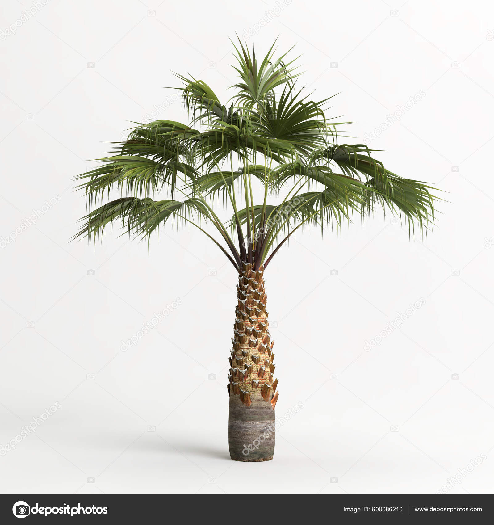 Illustration Washingtonia Filifera Tree Isolated White Bachground ...