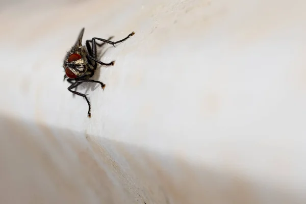 Insectos hematófagos Stock Photos, Royalty Free Insectos hematófagos ...